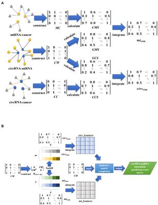 Frontiers | Identifying circRNA-miRNA interaction based on multi-biological interaction fusion